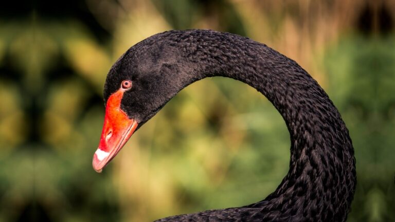 20 Fascinating Birds With Long Necks (Pictures & Facts)