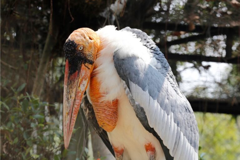 Ugly Birds: Meet The 20 Ugliest Birds In The World