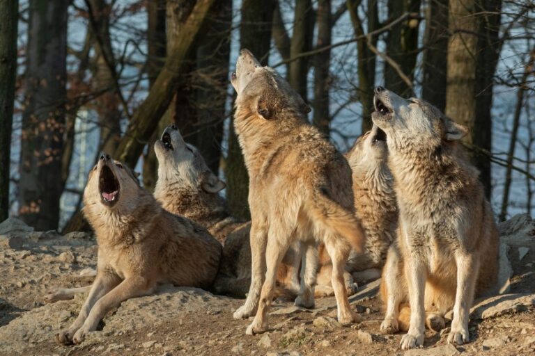 Wolves: Facts, Characteristics, Behavior, Diet, More