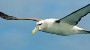 Largest Flying Birds In The World (10 Biggest Species)