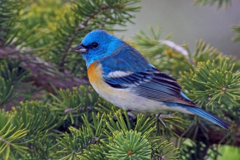 Types Of Blue Birds: 30 Beautiful Species, Pictures & Facts