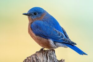 Types Of Blue Birds: 30 Beautiful Species, Pictures & Facts