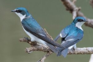 Types Of Blue Birds: 30 Beautiful Species, Pictures & Facts