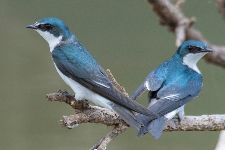 Types Of Blue Birds: 30 Beautiful Species, Pictures & Facts