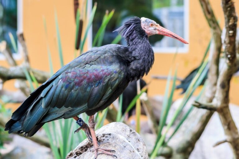 Ugly Birds: Meet The 20 Ugliest Birds In The World