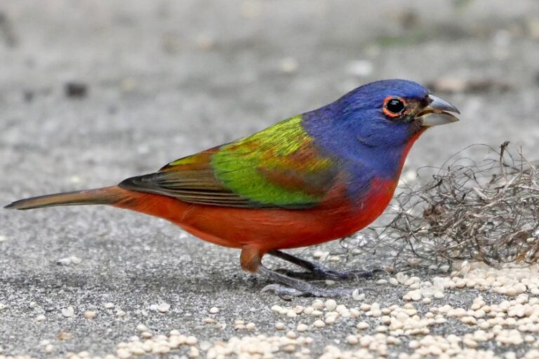 Types Of Blue Birds: 30 Beautiful Species, Pictures & Facts