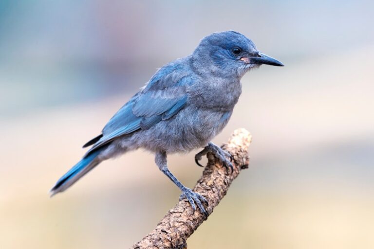 Types Of Blue Birds: 30 Beautiful Species, Pictures & Facts