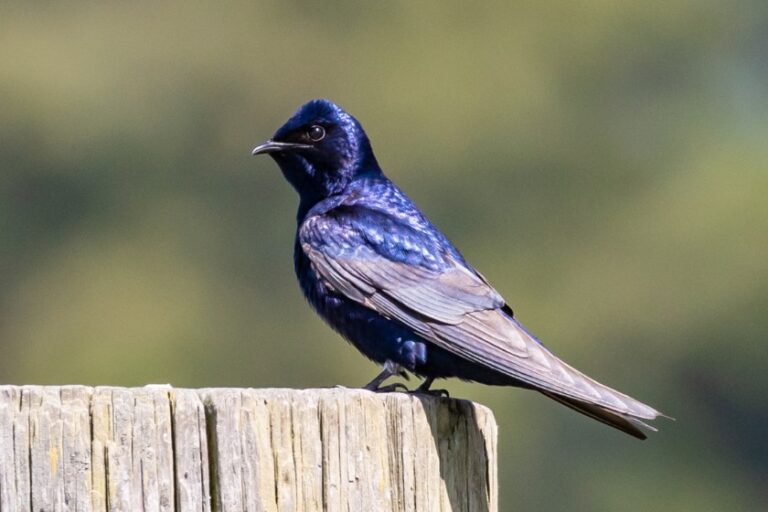 Types Of Blue Birds: 30 Beautiful Species, Pictures & Facts