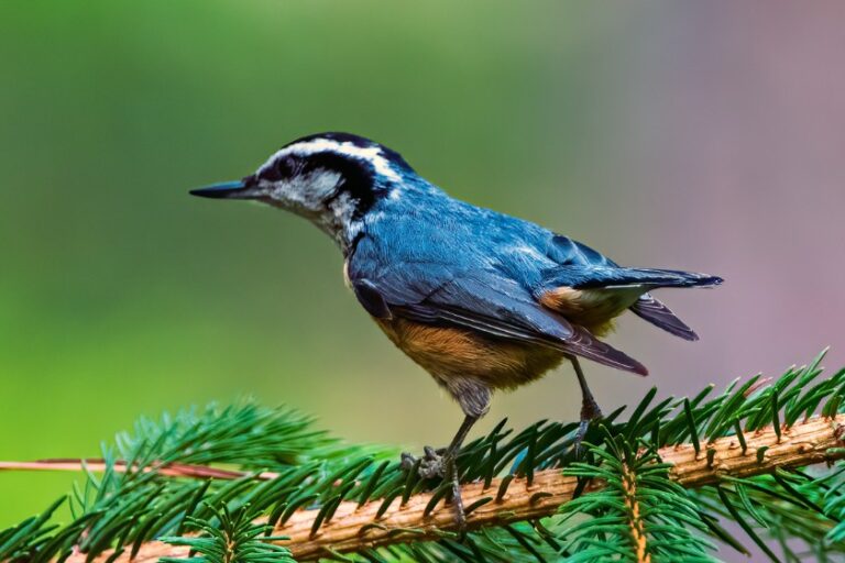 Types Of Blue Birds: 30 Beautiful Species, Pictures & Facts