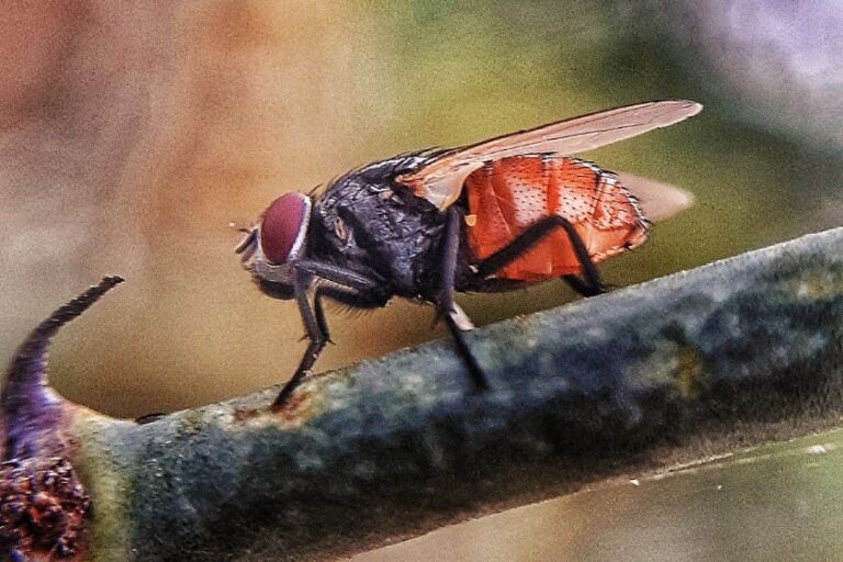 Blood-Sucking Bugs: 10 Insects That Suck Blood - Beware!