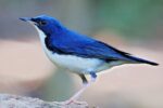 Types Of Blue Birds: 30 Beautiful Species, Pictures & Facts