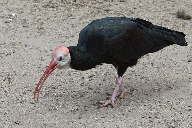Ugly Birds: Meet The 20 Ugliest Birds In The World