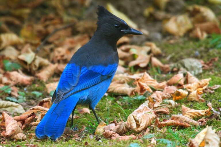 Types Of Blue Birds: 30 Beautiful Species, Pictures & Facts
