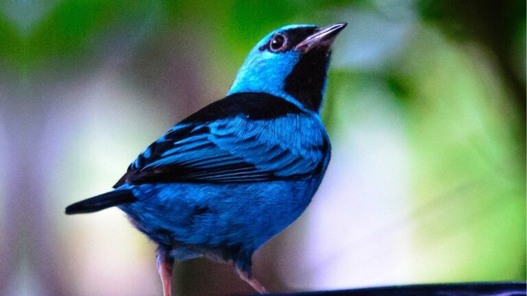 Types Of Blue Birds: 30 Beautiful Species, Pictures & Facts