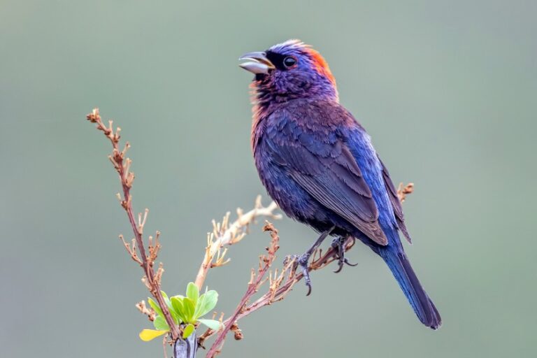 Types Of Blue Birds: 30 Beautiful Species, Pictures & Facts