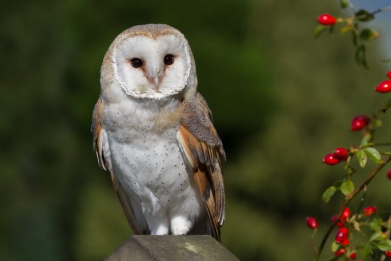 Different Types Of Owls (20 Popular Species With Pictures)