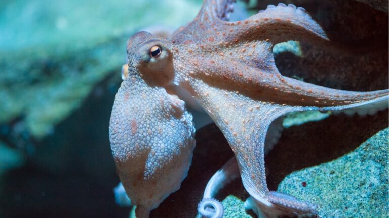 Animals With Multiple Hearts (10 Species with Pictures)