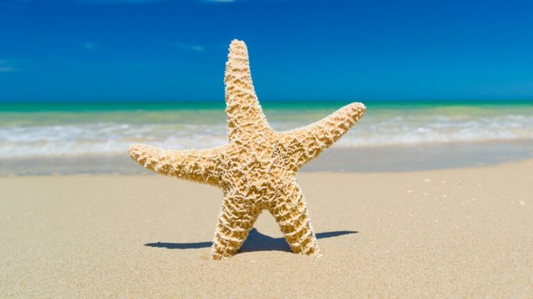 Animals Without Hearts (10 Heartless Species with Pictures)