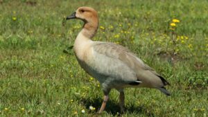 Bird Hybrids: Can A Bird Crossbreed? - Animal Vivid