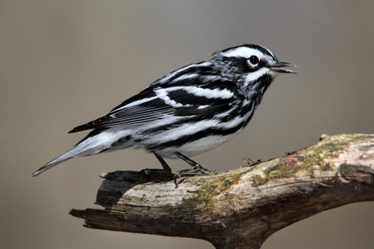 Black And White Birds 30 Species With Pictures