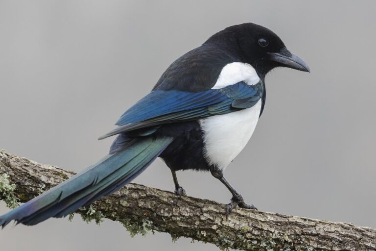 Black And White Birds (30 Species, With Pictures)