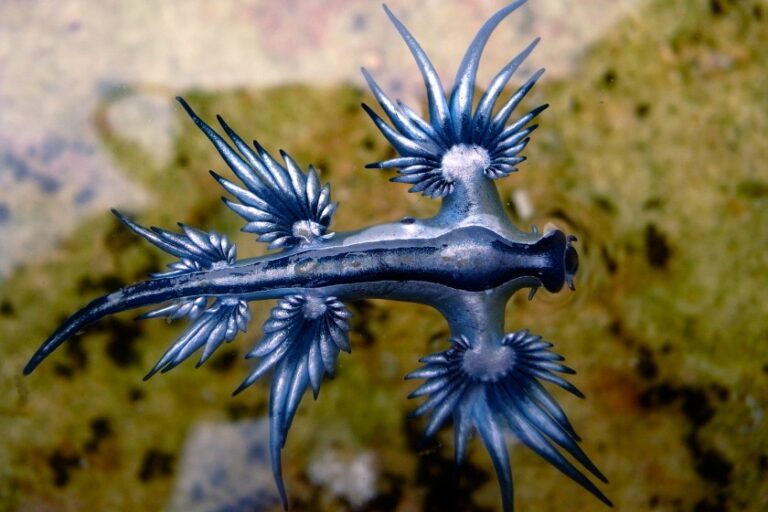 Real Dragons: 9 Existing Real-life Dragons Of Today