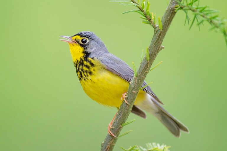 Types Of Yellow Birds (31 Stunning Species, With Pictures)
