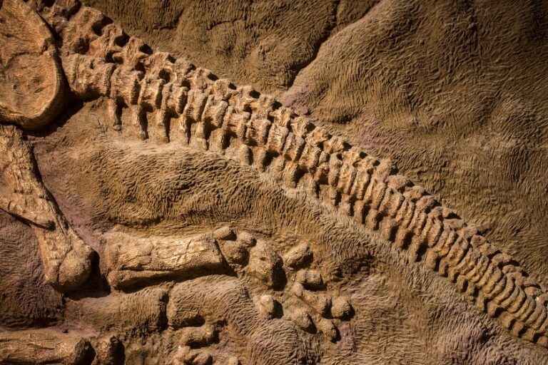 Here's How Dinosaur Fossils Are Formed - Step By Step