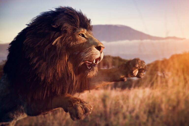How To Survive A Lion Attack (11 Effective Safety Tips)