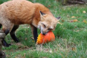 What Do Foxes Eat? A Closer Look At Fox Diet & Food Chain