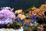 Animals Without Hearts (10 Heartless Species with Pictures)
