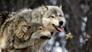 Different Types Of Wolves (36 Extant & Extinct Species)
