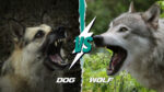 Dog vs Wolf Comparison: Can A Dog Kill A Wolf?