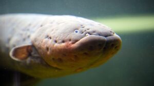 Electric Animals: 15 Animals That Generate & Use Electricity