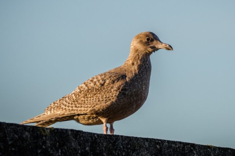 Bird Hybrids: Can A Bird Crossbreed? - Animal Vivid