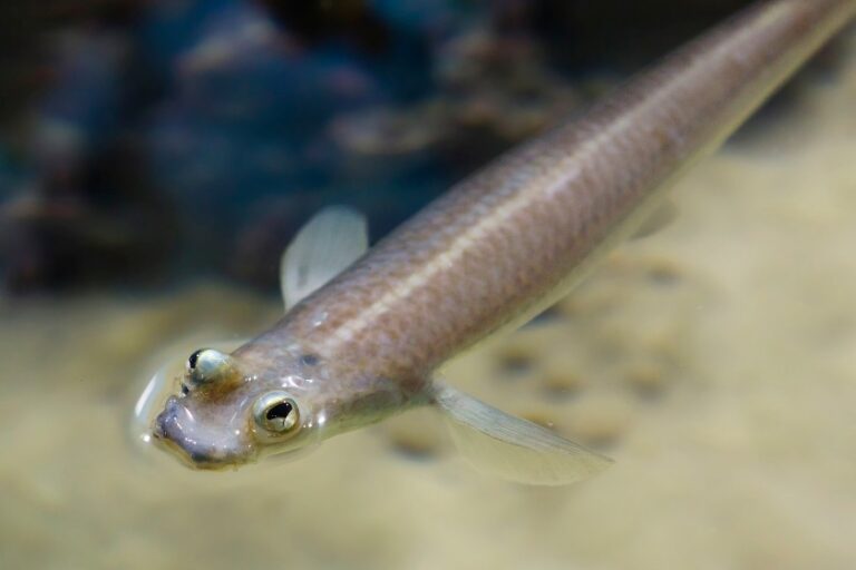 15 Animals With More Than 2 Eyes (With Pictures)