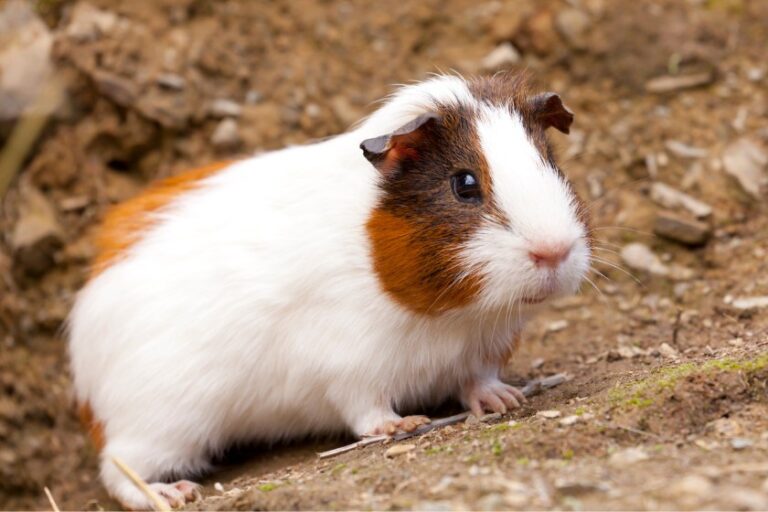 Different Types Of Rodents (20 Popular Species List)