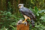 What Do Eagles Eat? (Eagle Diet, Hunting Habit, Food Chain)