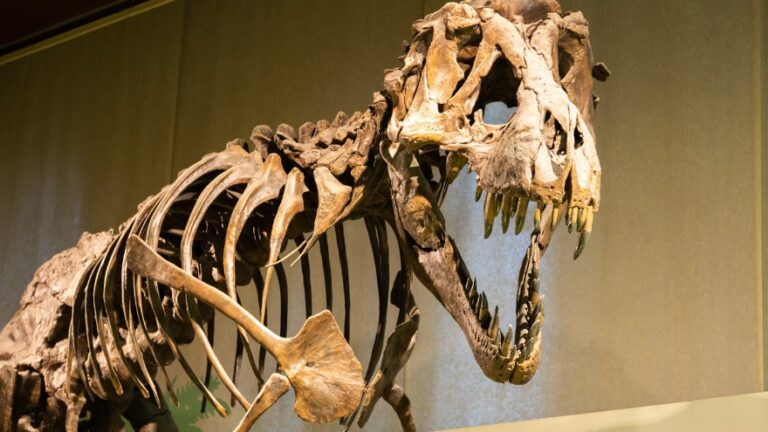 Did Dinosaurs And Humans Coexist?