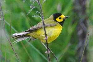 Types Of Yellow Birds (31 Stunning Species, With Pictures)