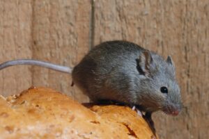 Different Types Of Rodents (20 Popular Species List)