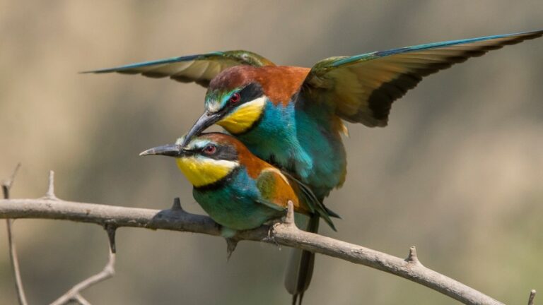 How Do Birds Mate Do Birds Have Penises