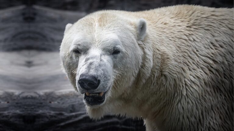 How To Survive A Bear Attack (Black, Brown & Grizzly Bear)