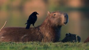 Largest Rodents In The World (10 Biggest Species, Pictures)