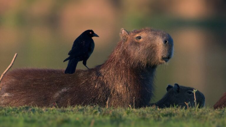 Largest Rodents In The World (10 Biggest Species, Pictures)