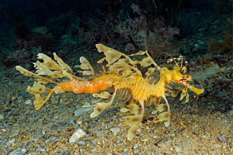 Real Dragons: 9 Existing Real-life Dragons Of Today