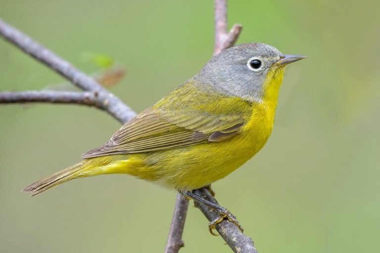 Types Of Yellow Birds (31 Stunning Species, With Pictures)