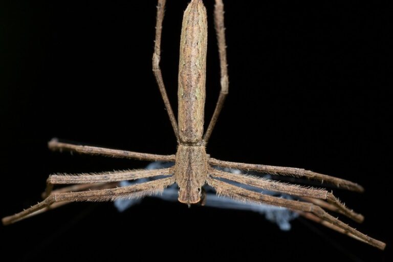 15 Animals With More Than 2 Eyes (With Pictures)