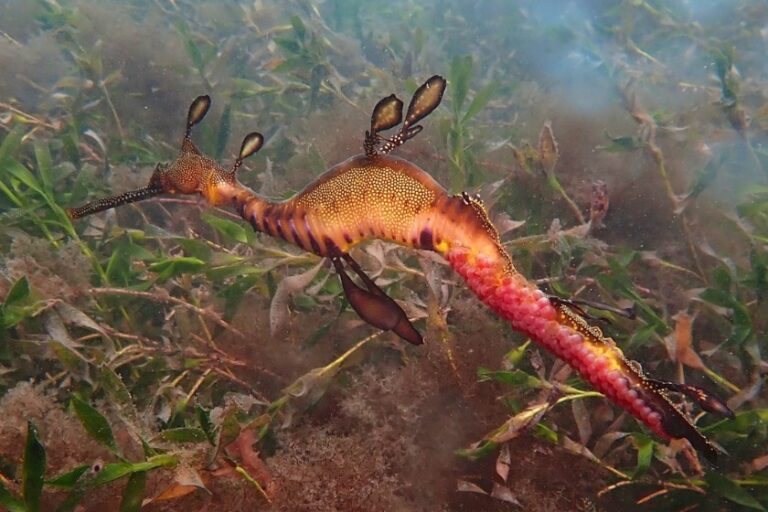 Real Dragons: 9 Existing Real-life Dragons Of Today