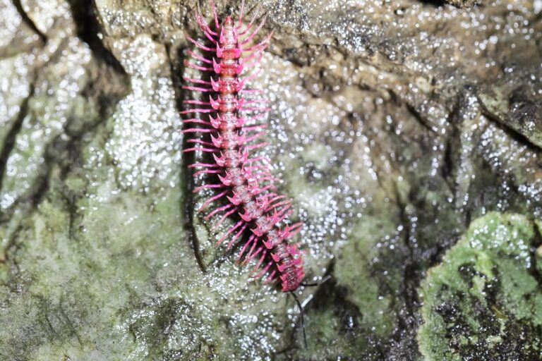 Real Dragons: 9 Existing Real-life Dragons Of Today